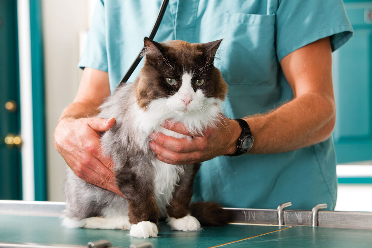 Veterinary Medical Services in Owen Sound, ON - Grey Bruce Pet Hospital